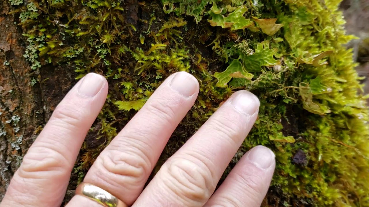 RCC Bio 213 Foliose lichen example - YouTube