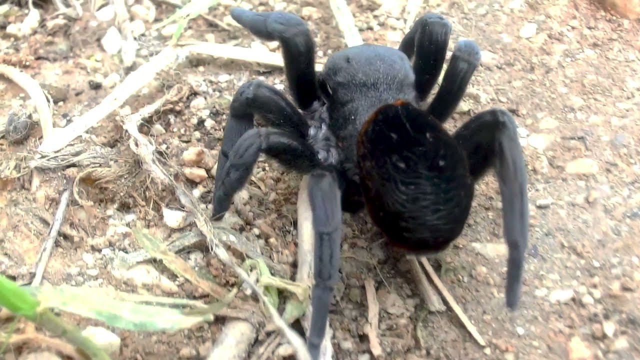 Eresus walckenaeri female. (Velvet spider) - YouTube