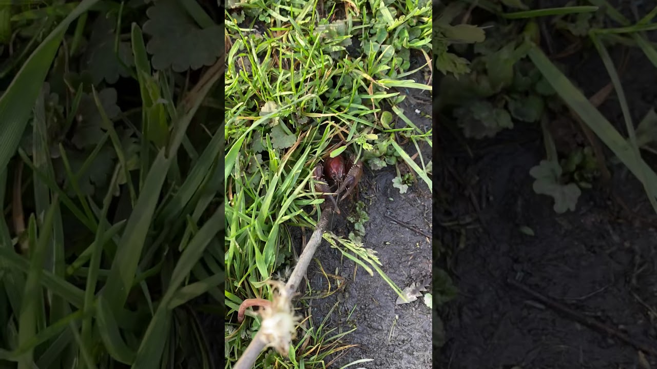 Crayfish, Crawlfish, Lawnfish, Lawn crayfish - YouTube