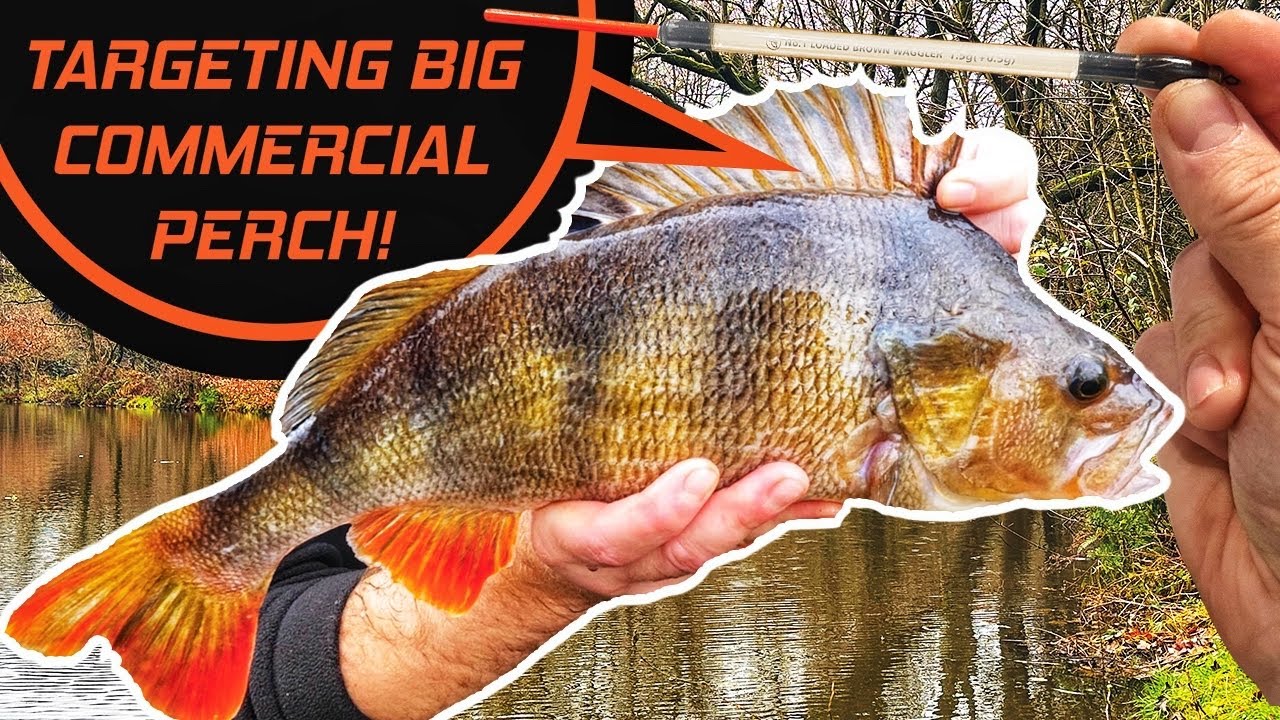 Targeting MONSTER Perch In Commercial Fisheries - YouTube