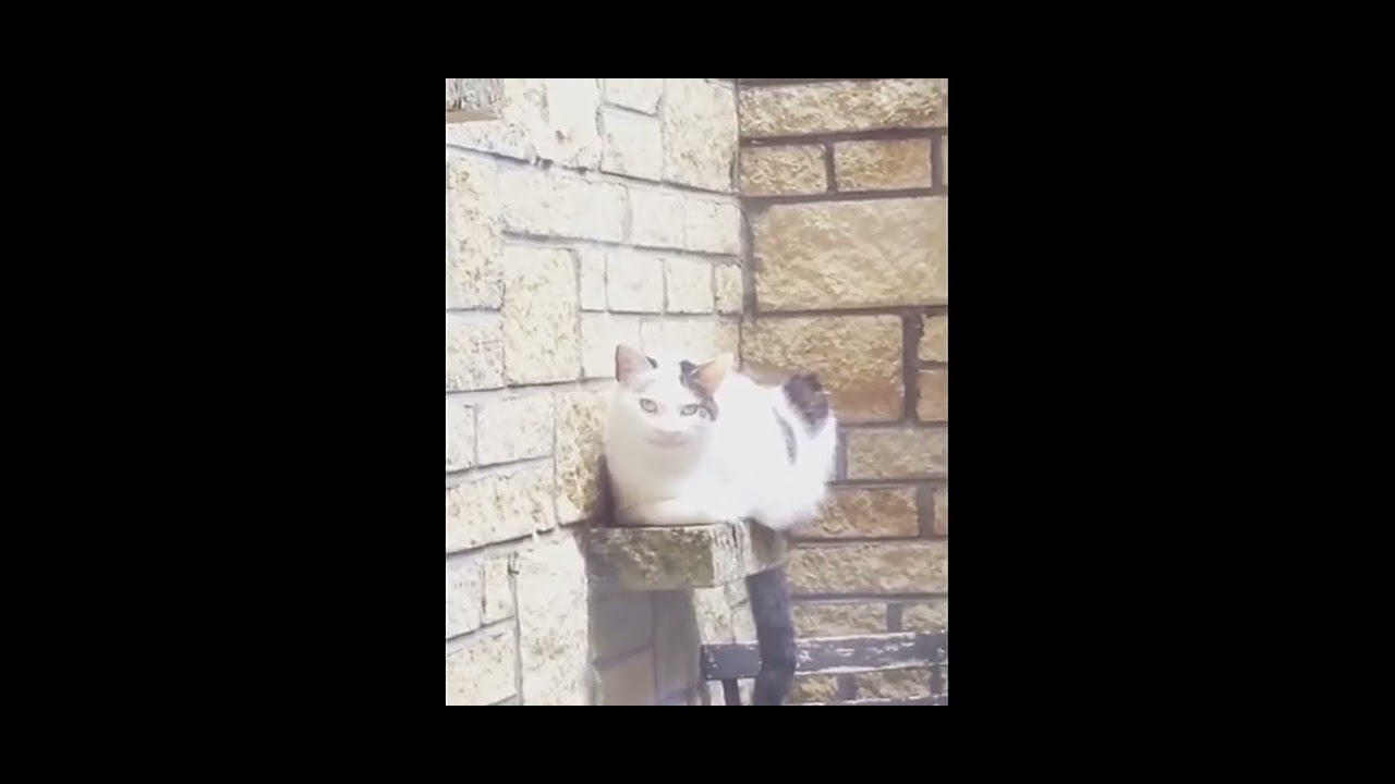 Begula face reveal cat - YouTube