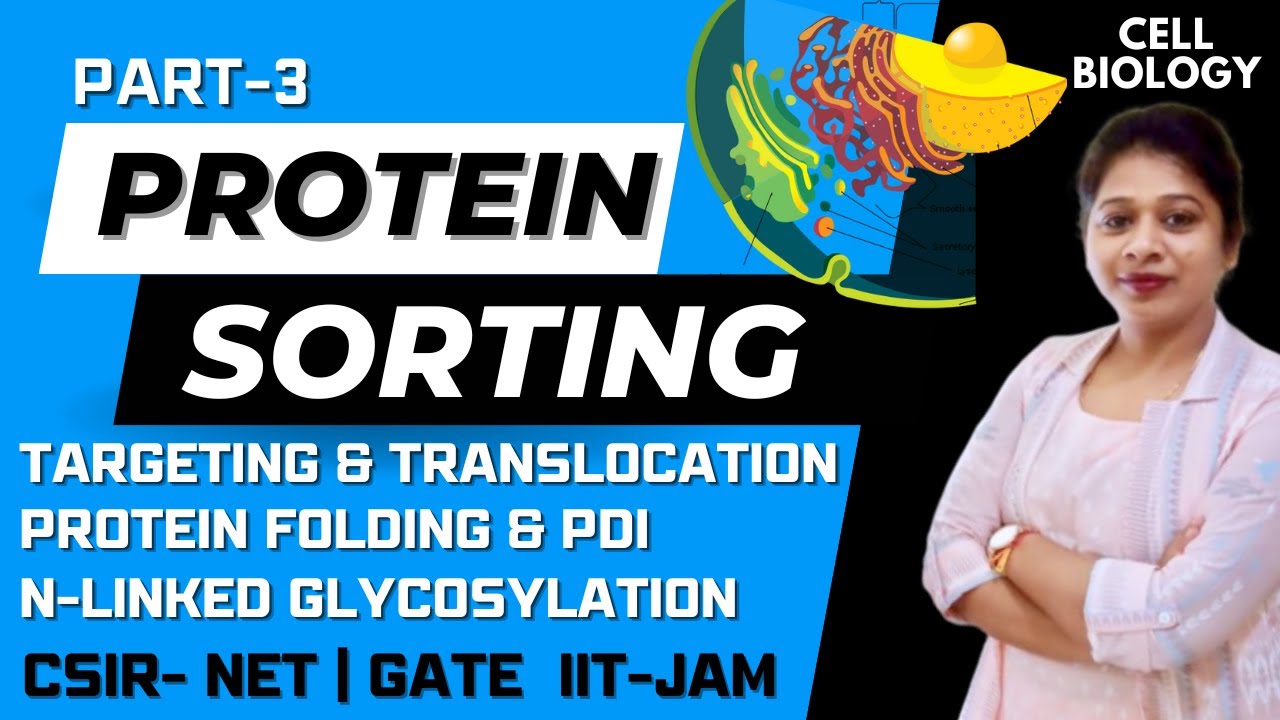 Protein Sorting -3 | Protein Sorting and Targeting | Protein Folding ...
