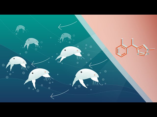 Barnacle Larvae Life Cycle