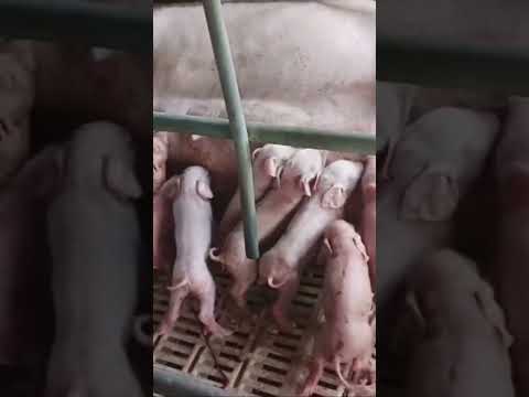 Parto crías Large White