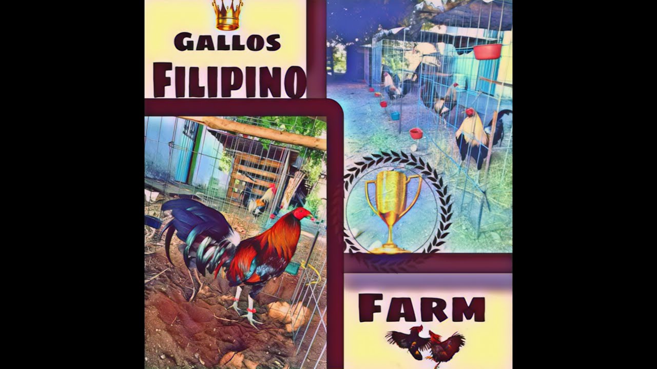 GALLOS DE PELEA FILIPINO FARM - YouTube