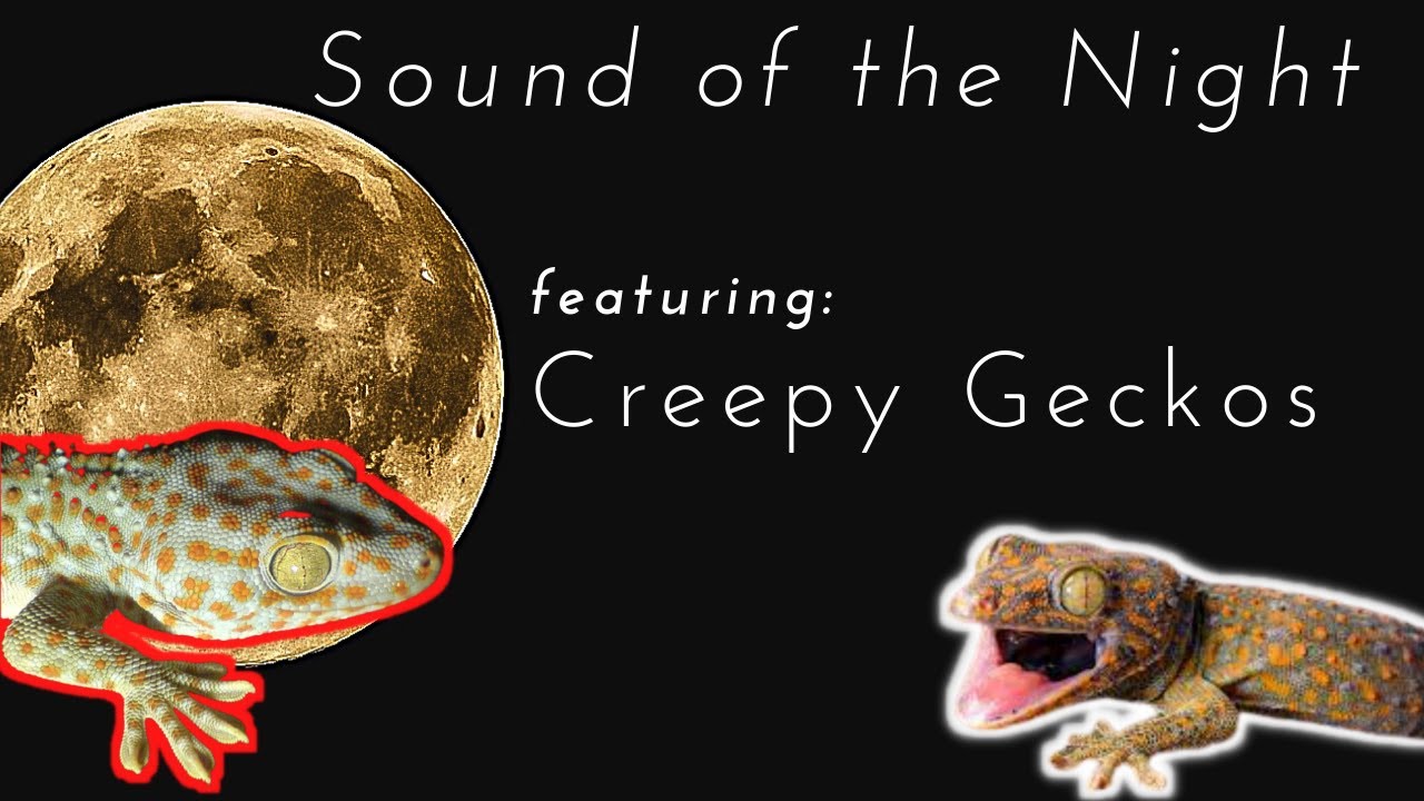 30 Minutes Sounds of Wild Gecko - Relaxing Sounds - Nature Sounds ...