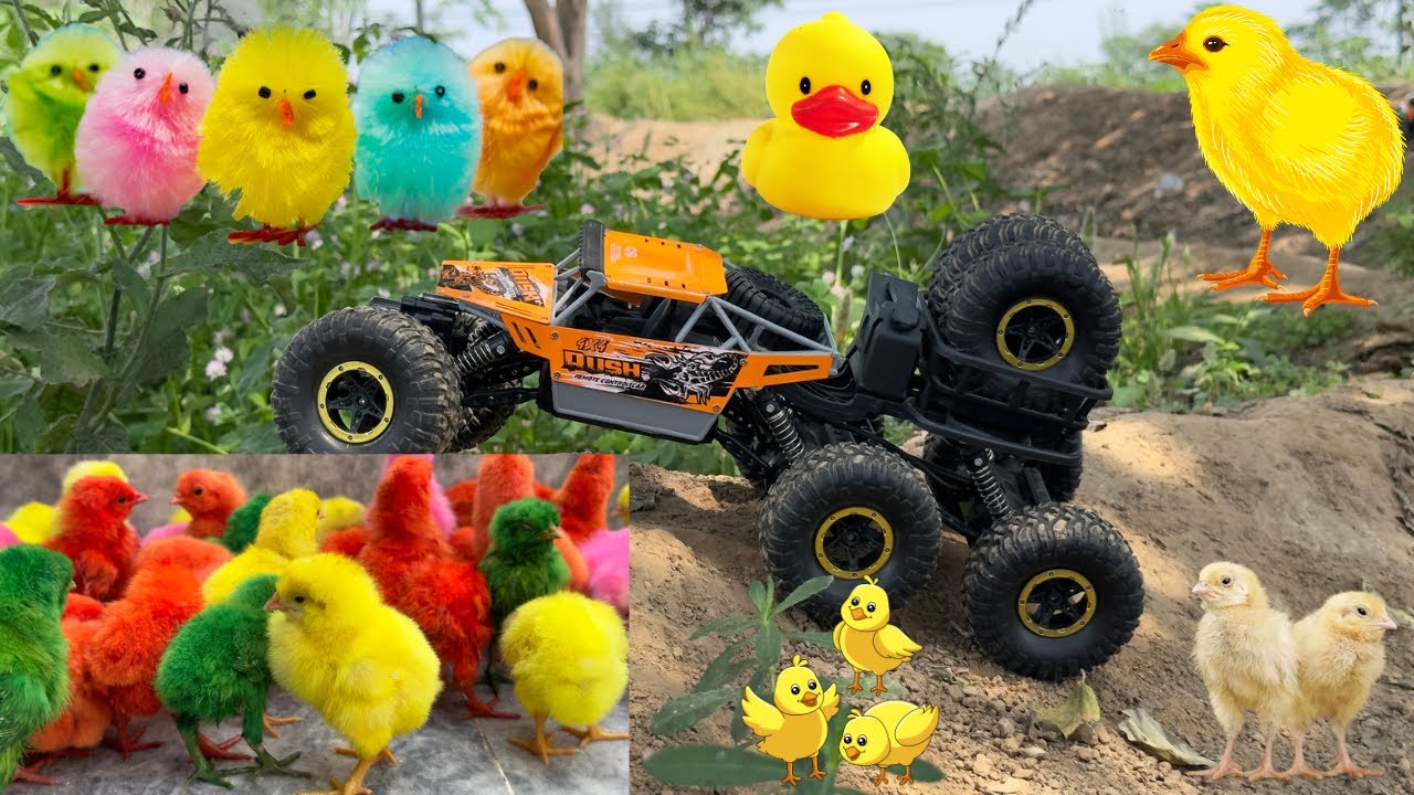 Lovely Coloured Baby Chicks | Comic Hen Baby Chicks Vs 4x4 Rock Crawler ...