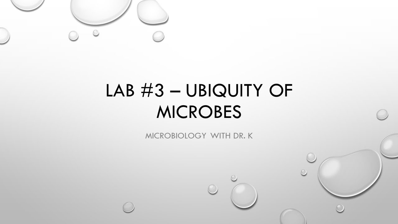 Lab #3 - Ubiquity of microbes - experiment - YouTube