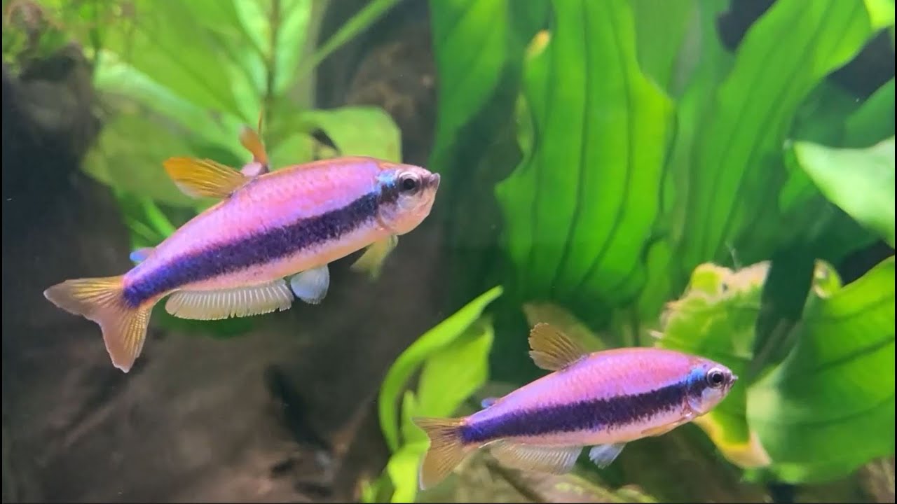 Kerri / Royal / Purple Emperor Tetra ( Inpaichthys kerri ) #fishtank # ...