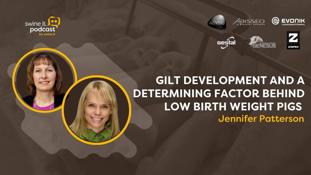 Jennifer Patterson: Gilt Development Factors | Ep. 140 - YouTube