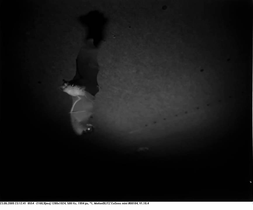 Fly-catching bat - YouTube