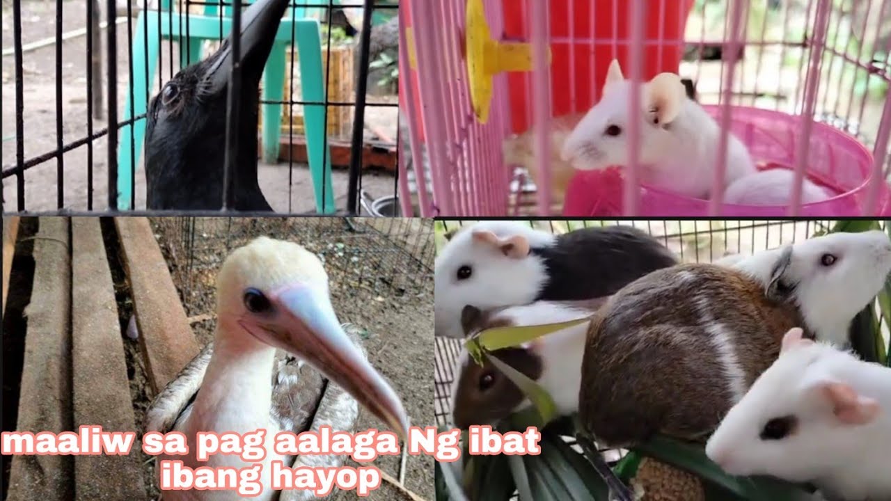Pag aalaga ng ibat ibang hayop sa bakuran ( Bobby, guinea pig , rabbit ...