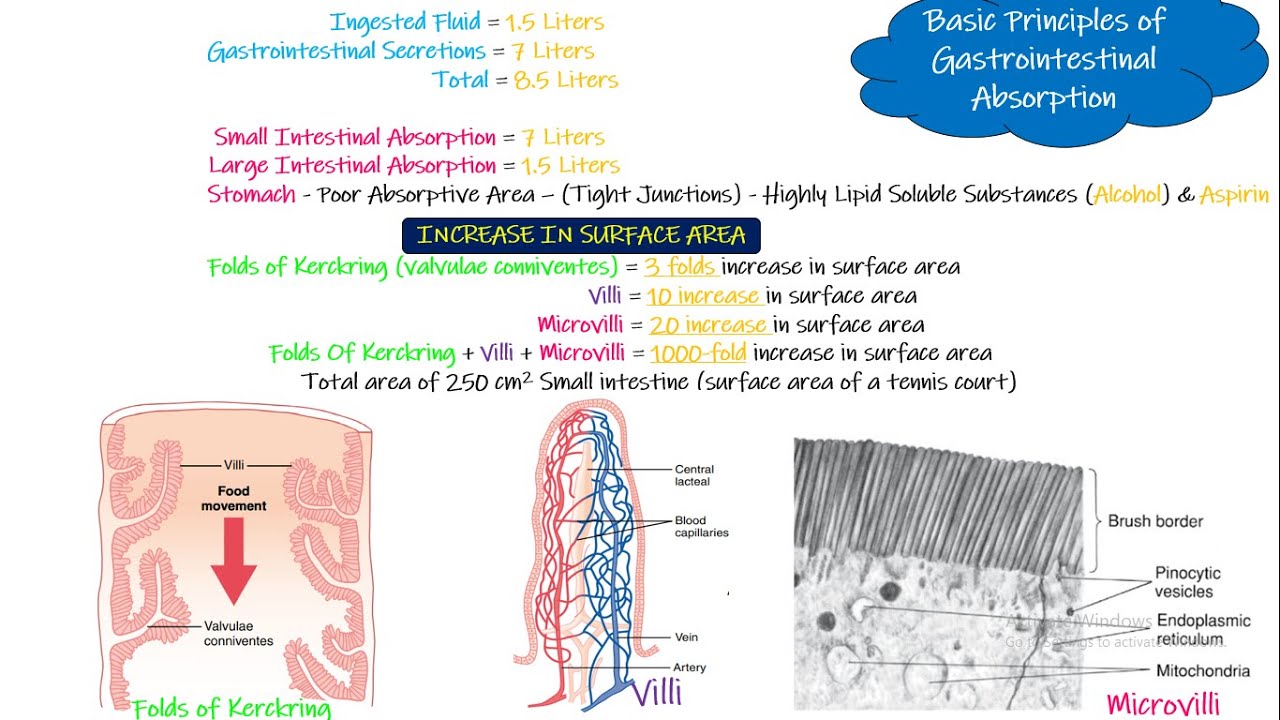 Principles of Gastrointestinal absorption. Chapter 66 (part 4). Guyton ...