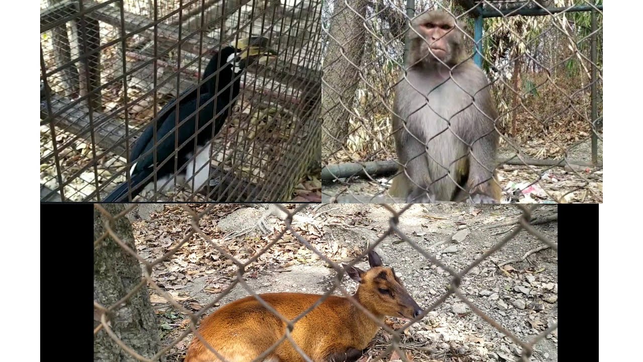 visit to mini zoo, Kohima // vlog - YouTube