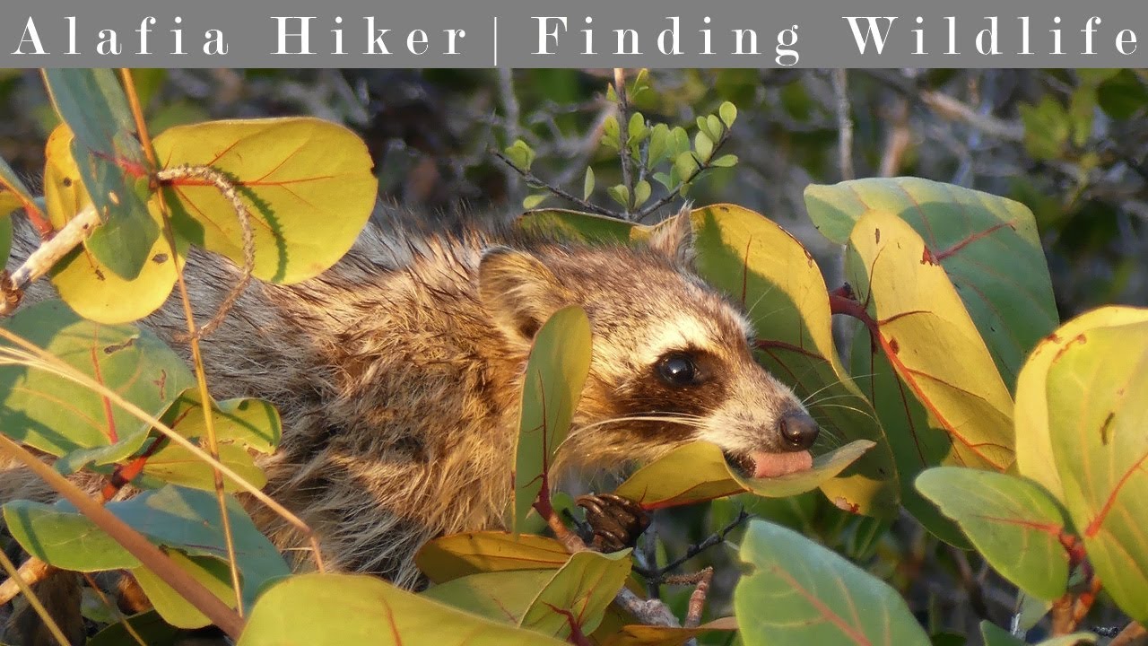 Upper Sugarloaf Key & North Key Largo | Finding Wildlife - YouTube
