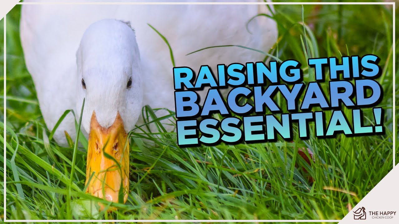 Quack-tastic Pekin Ducks: The Complete Guide to this Adorable and ...