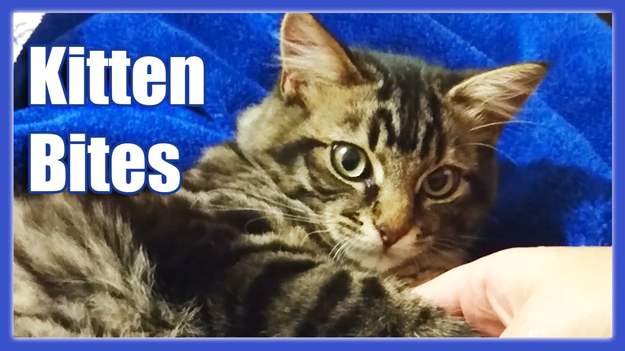 Kitten Biting and Licking - Dibbles the Fluffy Tabby Cat - YouTube