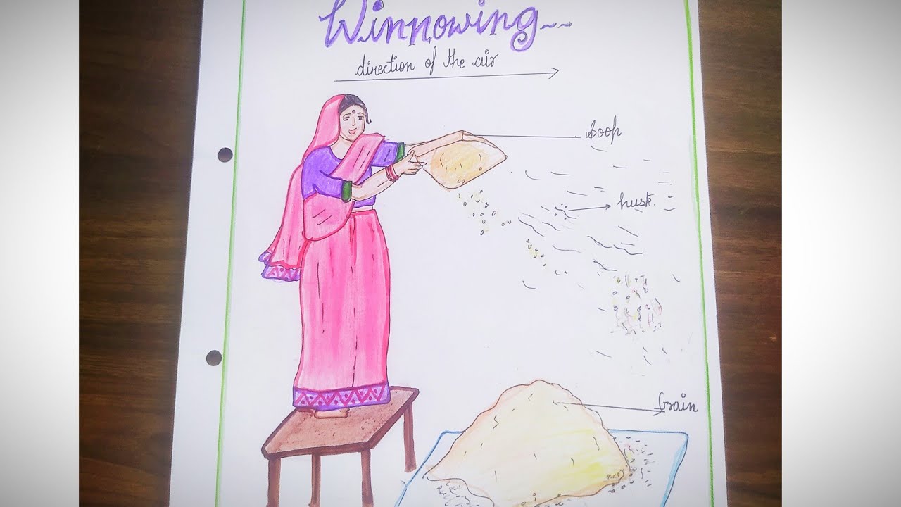 Winnowing drawing | class 6 ch3 art how to draw winnowing | a lady ...