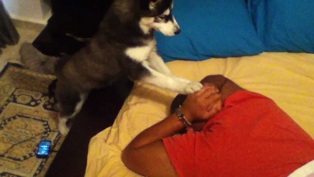 Kisha Husky Puppy Is waking up Her Daddy :) MOV - YouTube