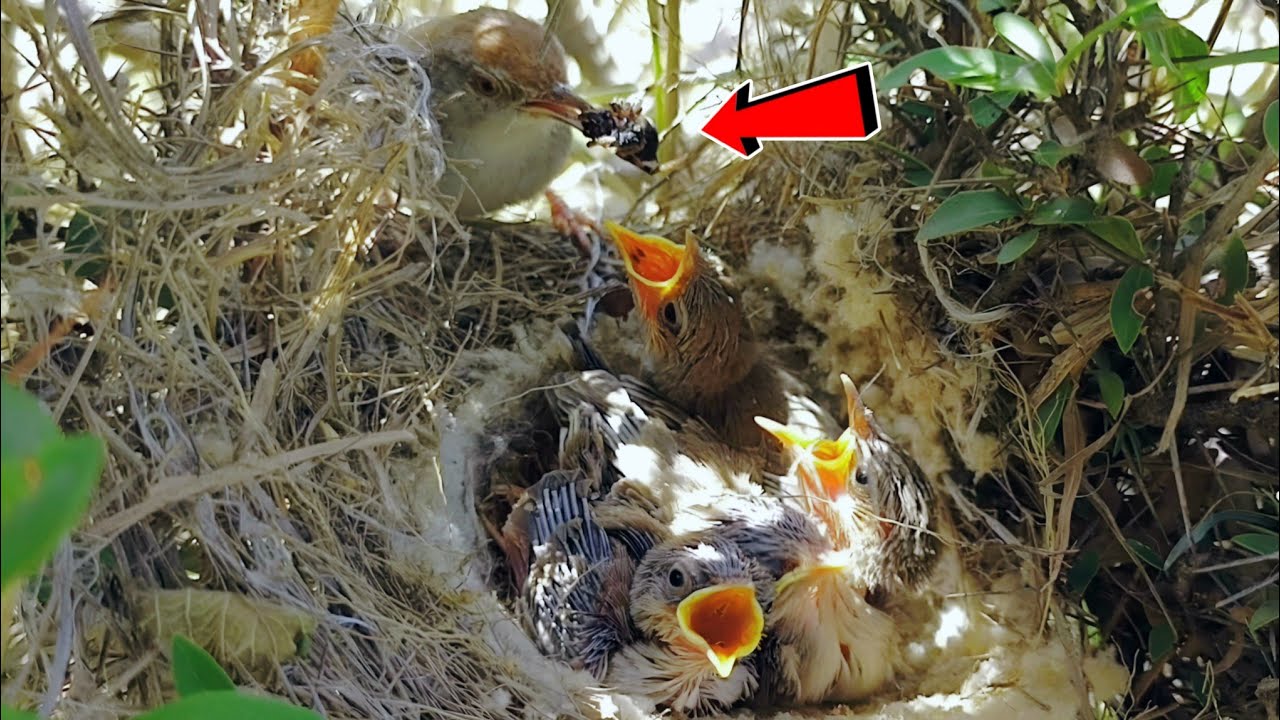 Little hungry tailor birds babies snatching unknown worm from mother ...