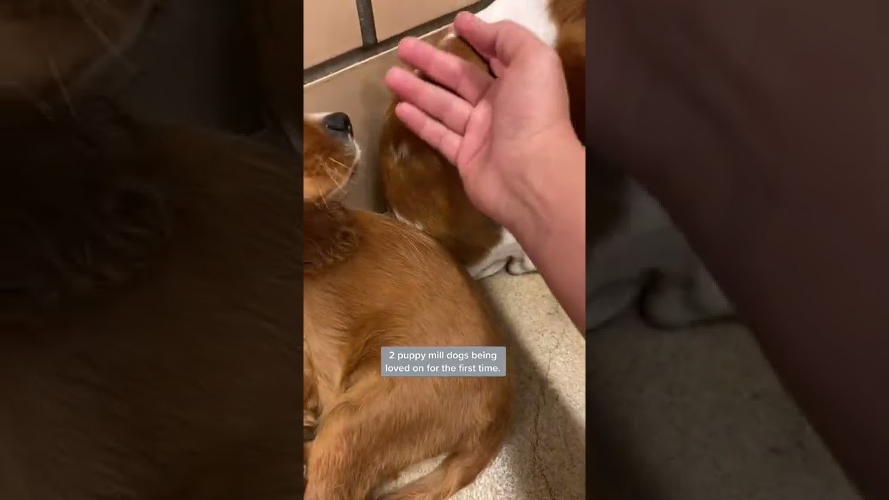 #shorts These poor dogs should have known love from the day they were - YouTube
