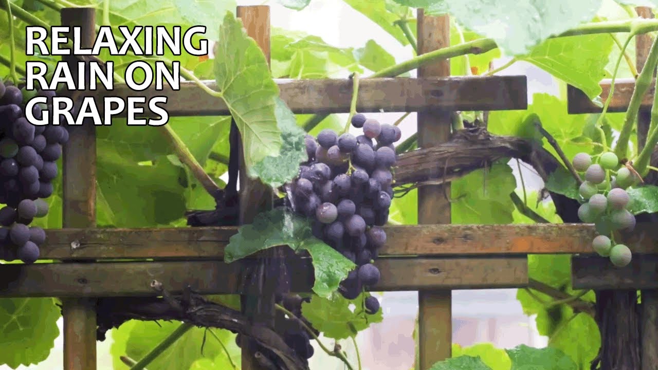 Serene Meditation: 70 Minutes of Fine Rain Falling on Grapes in a ...