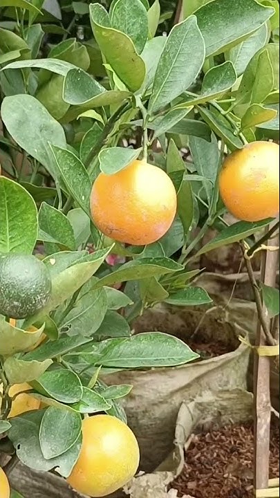 POHON JERUK DALAM POT BERBUAH LEBAT - YouTube