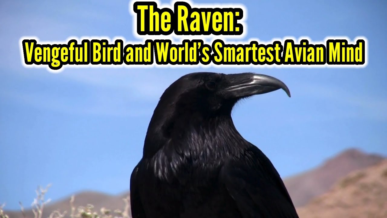 The Raven: Vengeful Bird and World's Smartest Avian Mind - YouTube