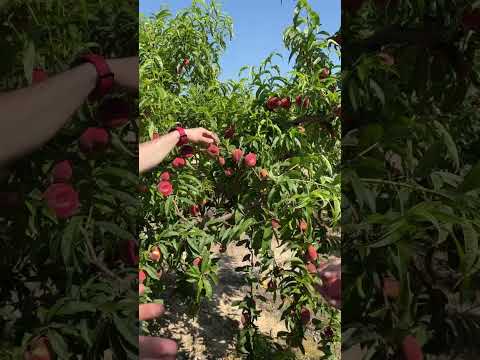 Zodiac Yassı Şeftali