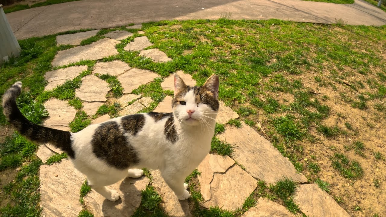 Cat trusts human and introduces over 20 cat friends - YouTube