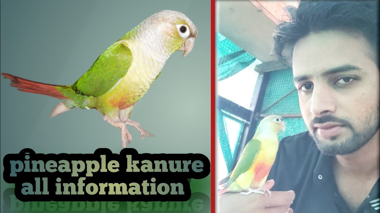 Kanure Bird all information - YouTube
