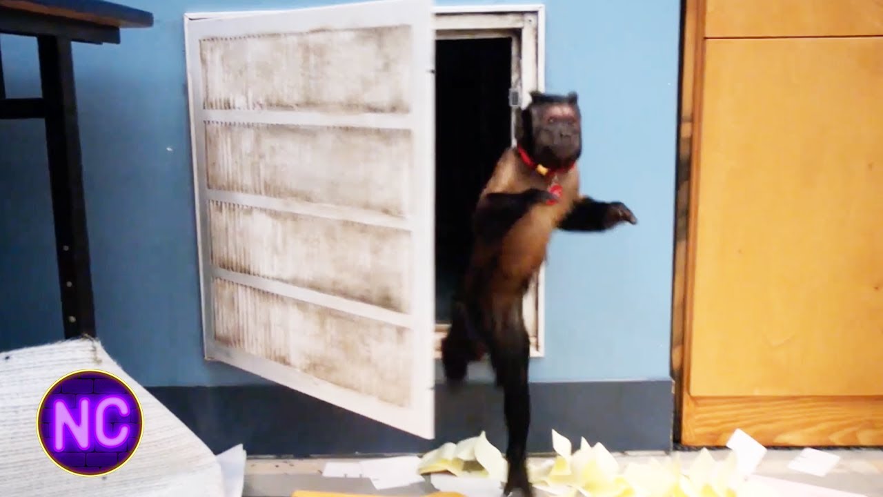 THIS Monkey Is A THEIF! | Community Season 2 Episode 8 | Now Comedy ...