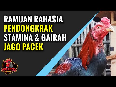 RAMUAN JOSSS! Peningkat Stamina & Gairah Pacek (Ayam Jantan)