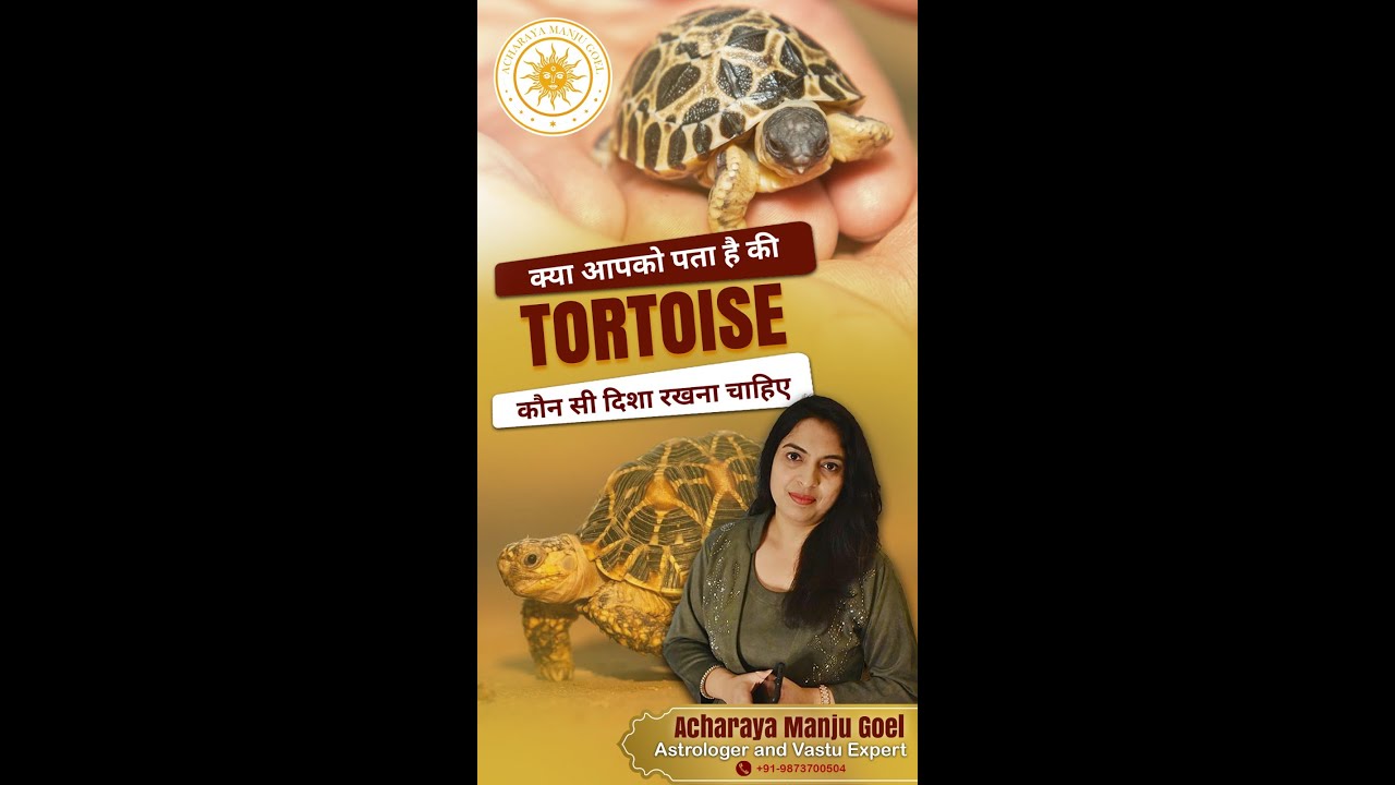 Tortoise Tactics: The Perfect Direction for Your Shell Friend! - YouTube