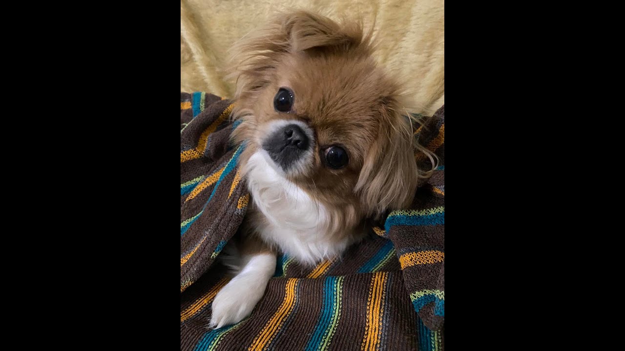 Jessie the dog eats treats - YouTube