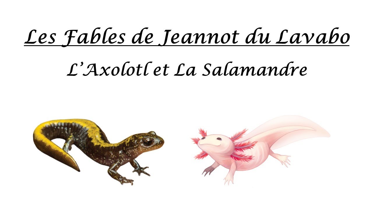 FICTION AUDIO : L’Axolotl et La Salamandre (Fable Originale) - YouTube