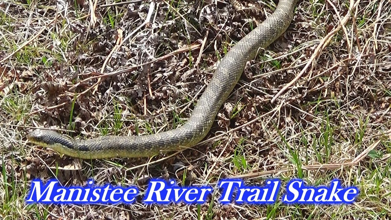 Snake on the Manistee River Trail in Michigan - Eastern Hognose ? - YouTube