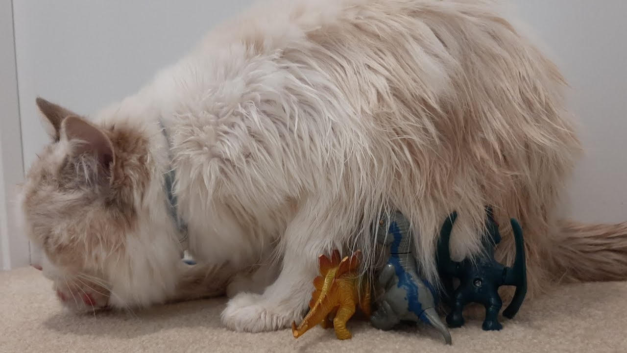 My Wooly Cat feeding his Dino babies - YouTube