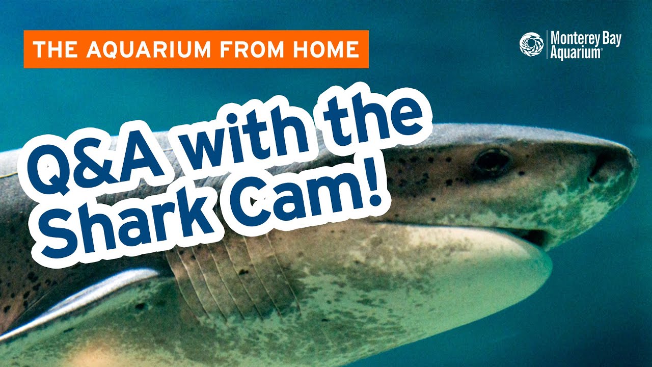 We're here to answer your questions with the Shark Cam! | The Aquarium ...