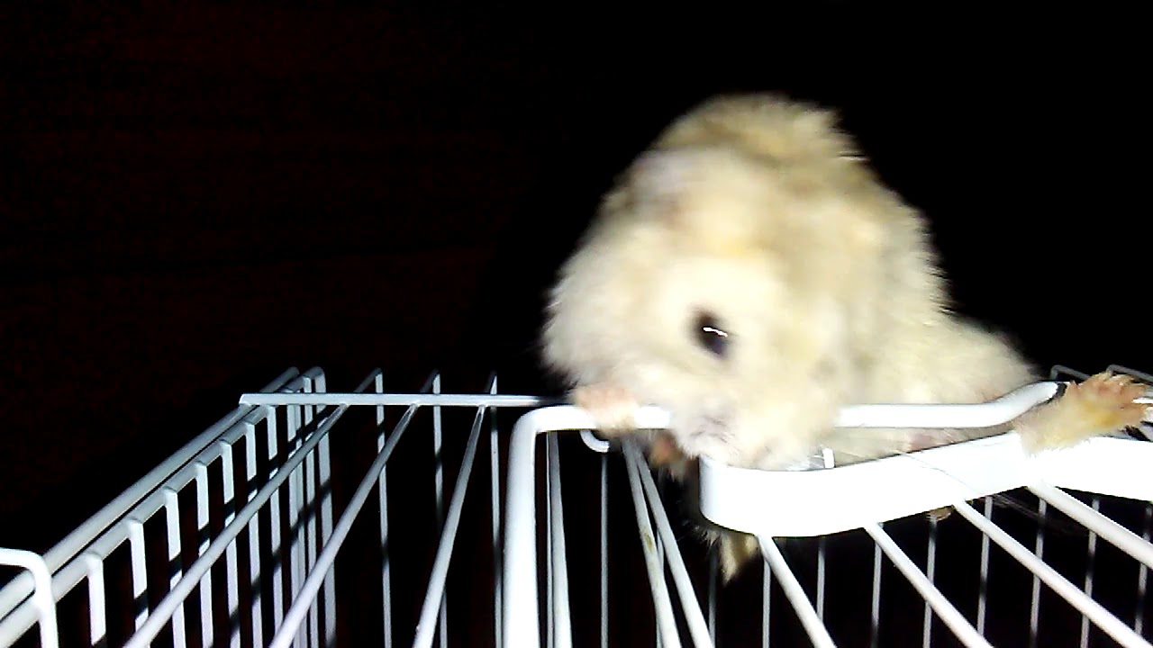 HAMSTER REVOLUTION!!! - YouTube