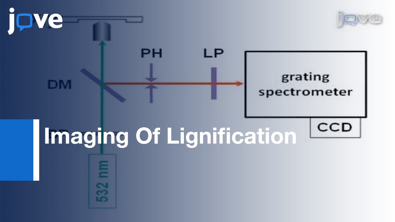Label-Free: Imaging Of Lignification In Plant Cell Walls l Protocol ...