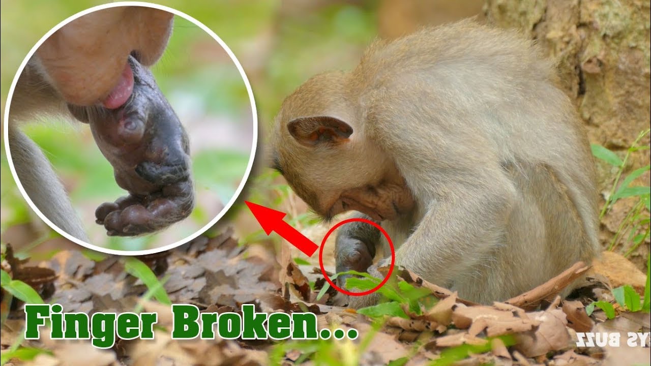 Why Hunter You're So Cruel? Will Adult Monkey Janet Lost Her Finger ...