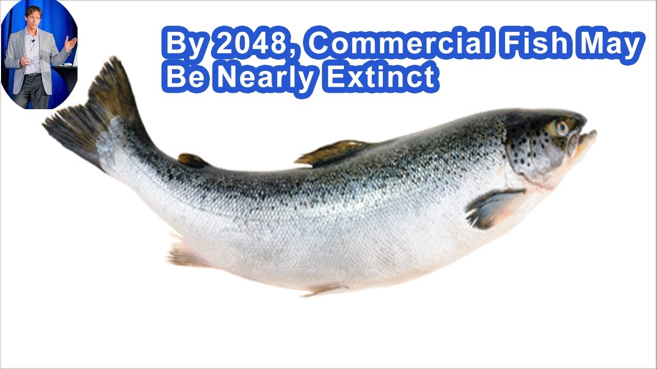 By 2048, Most Commercially Recognized Fish May Be Nearly Extinct And ...