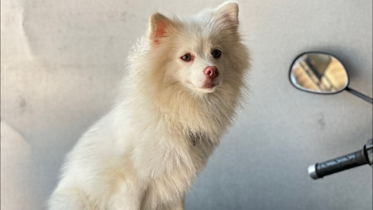 My Pomeranian puppy is on my motorcycle - YouTube