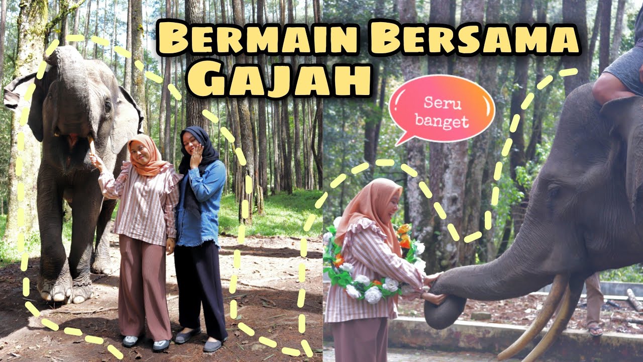 Melihat Gajah Dari Dekat Di Aek Nauli Elephant Conservation Camp ...