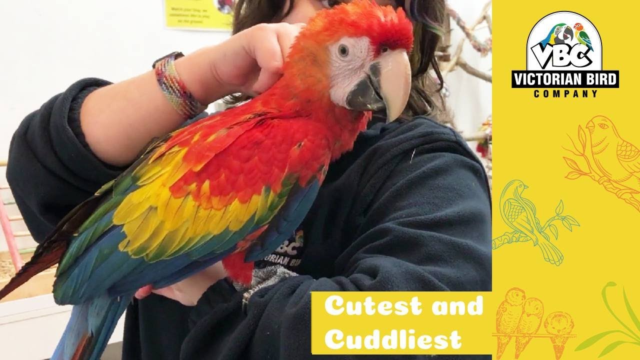 Current Hand Tame Pet Parrots | 2nd September | Victorian Bird Co - YouTube