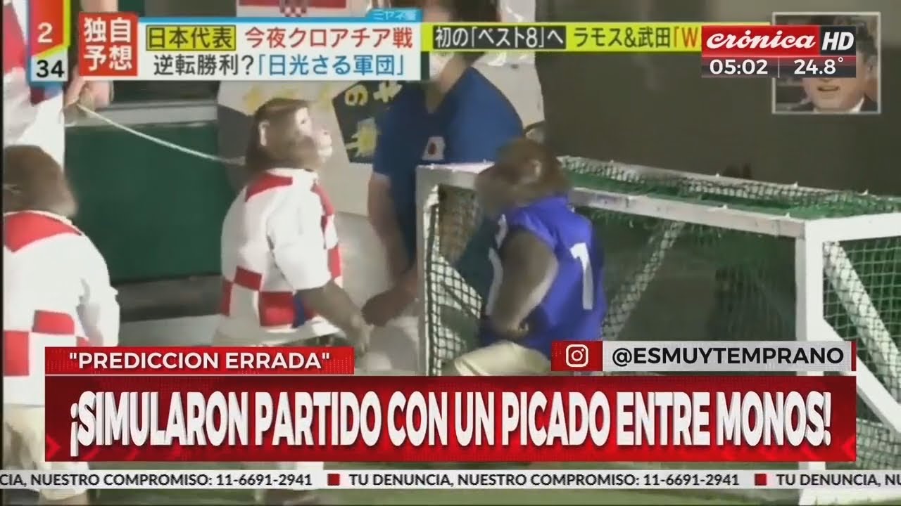 ¡La tv japonesa realizó un partido de fútbol entre monos! - YouTube