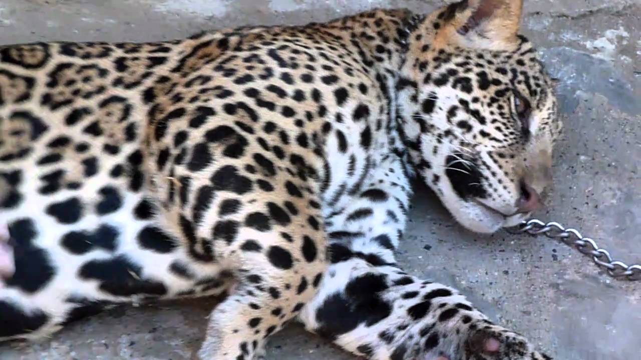 Lepord - YouTube