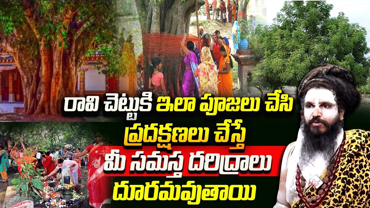 రావి చెట్టుకి ఇలా పూజలు చేసి ప్రదర్శనలు చేస్తే | Ravi Chettu ...
