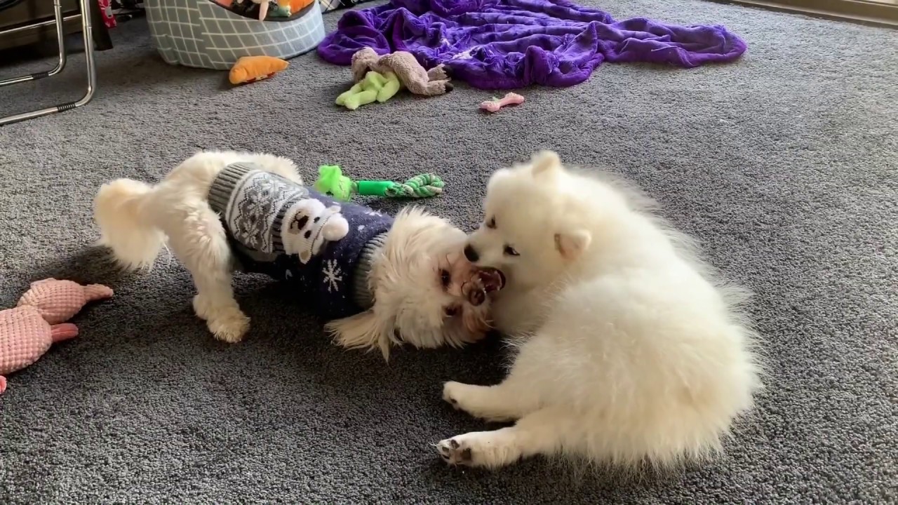 Japanese Spitz and Maltese-Shih Tsu Puppies Playing - YouTube